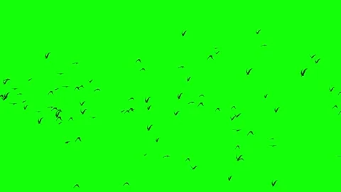Crowd of birds flying over a green chrom... | Stock Video | Pond5