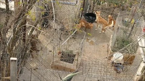Crowd of dogs in small confined kennel i... | Stock Video | Pond5
