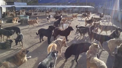 Dog Shelter Videos Stock Videos – Royalty-Free HD & 4K Videos