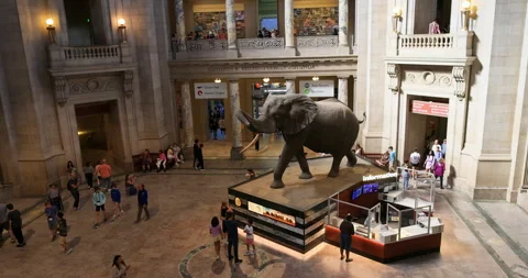 Crowd in natural history museum elephant... | Stock Video | Pond5