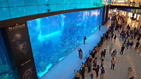 Crowd of people watching fish in aquariu... | Stock Video | Pond5