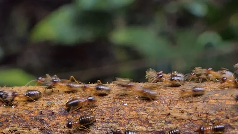 Crowd of termites in tropical rain fores... | Stock Video | Pond5