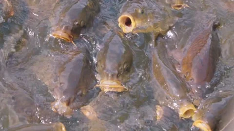 Crowding of carp fish (Tilapia fish) loo... | Stock Video | Pond5