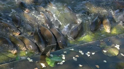 Crowding koi fish eating bread crumbles ... | Stock Video | Pond5