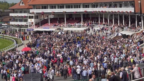 Horse Of Course Stock Videos – Royalty-Free HD & 4K Videos