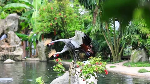 Crowned crane in the park with waterfall... | Stock Video | Pond5