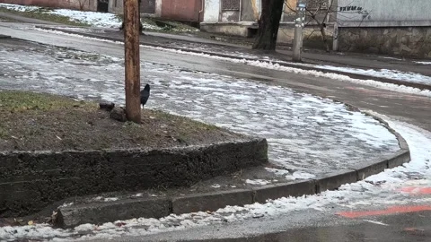 crows are playing. crows are walking on ... | Stock Video | Pond5