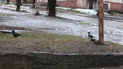 crows are playing. crows are walking on ... | Stock Video | Pond5