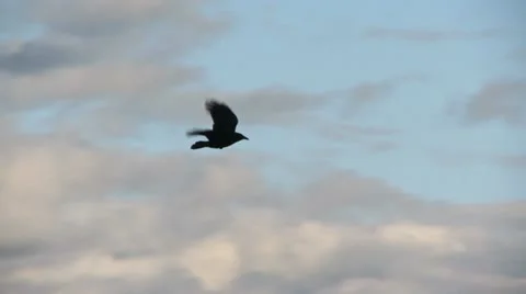 Crows In Flight, Bird, Birds, Fly, Flyin... | Stock Video | Pond5