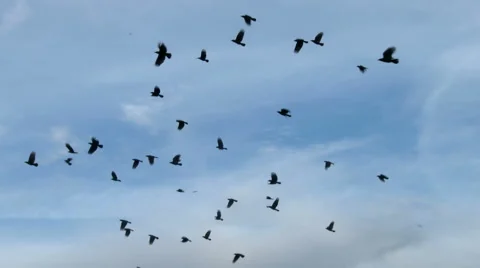 Crows In 5 Stock Video Footage | Royalty Free Crows In 5 Videos | Pond5