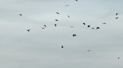 Crows In Flight, Crow, Bird, Birds, Fly,... | Stock Video | Pond5