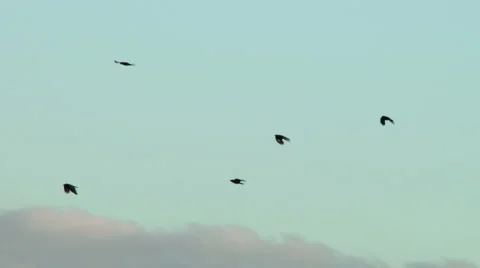 Crows In Flight, Crow, Bird, Birds, Fly,... | Stock Video | Pond5