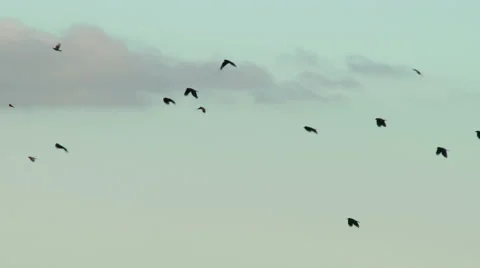 Crows In Flight, Crow, Bird, Birds, Fly,... | Stock Video | Pond5