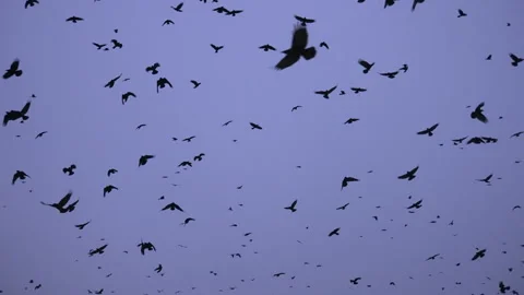 Crows Flying Stock Footage ~ Royalty Free Stock Videos | Pond5