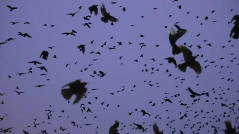Crows In Flight, Fly, Flying, at Night, ... | Stock Video | Pond5