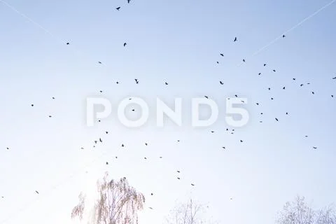 Photograph: Crows flying across the sky as background #119477857