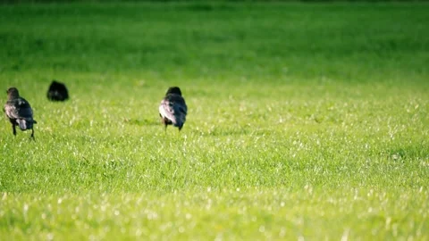 Crows hopping across green grass lawn lo... | Stock Video | Pond5