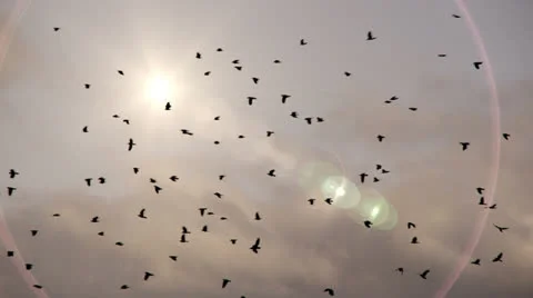 Crows With Lens Flare, Bird, Birds, Fly,... | Stock Video | Pond5