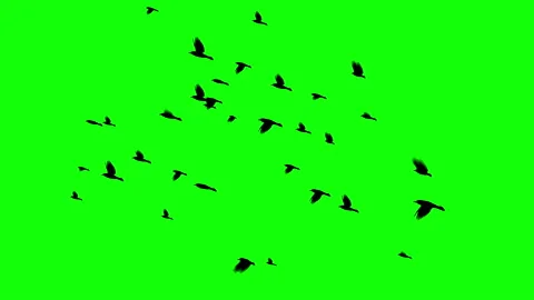 Green Screen Crow Flying Stock Footage ~ Royalty Free Stock Videos | Pond5