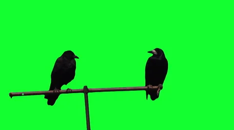 Crows on a pole on the green screen | Stock Video | Pond5