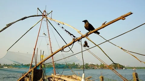 Chinese Crow Stock Videos – Royalty-Free HD & 4K Videos