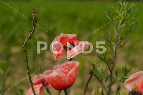 A crumbling poppy flower, limp and faded. Stock Image #254435696