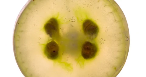 Crush Grape Stock Videos – Royalty-Free HD & 4K Videos