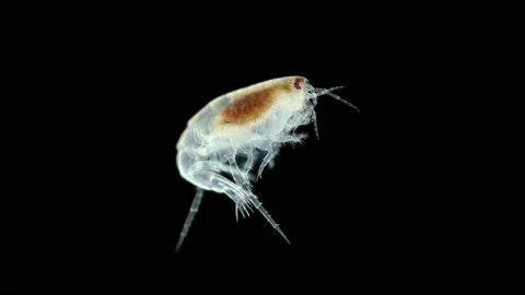 Amphipoda Stock Video Footage | Royalty Free Amphipoda Videos | Pond5