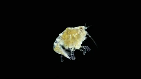 Amphipoda Stock Video Footage | Royalty Free Amphipoda Videos | Pond5