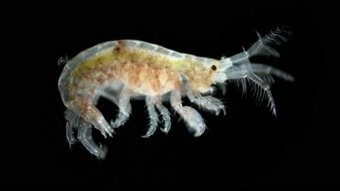 Crustacea Amphipoda under microscope, Su... | Stock Video | Pond5