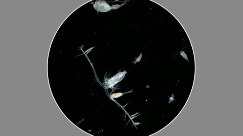 Crustacea and their larvae in plankton u... | Stock Video | Pond5