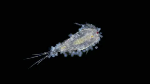 Crustacea Copepoda and ciliate Vorticell... | Stock Video | Pond5
