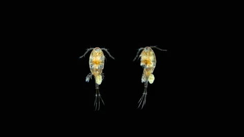 Crustacea Copepoda under the microscope,... | Stock Video | Pond5
