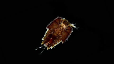 Crustacea family Peltidiidae under micro... | Stock Video | Pond5