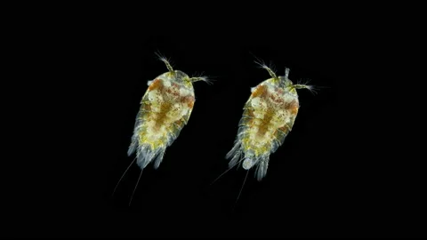 Crustacea family Peltidiidae under a mic... | Stock Video | Pond5