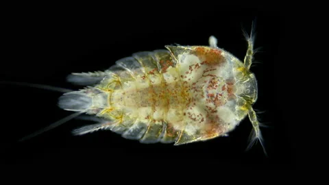 Crustacea family Peltidiidae under a mic... | Stock Video | Pond5