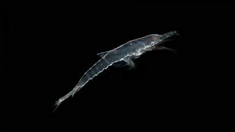 Crustacea larva Euphausiacea, at stage C... | Stock Video | Pond5