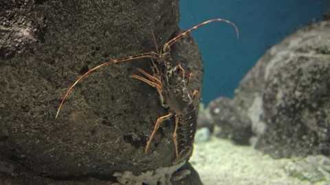 Crustacean close-up on a rock at the bot... | Stock Video | Pond5