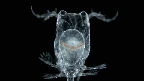 Crustacean Copepoda Copilia sp. under mi... | Stock Video | Pond5