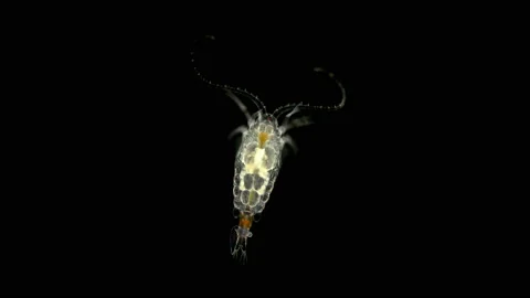 crustacean Copepoda Epischura baikalensi... | Stock Video | Pond5