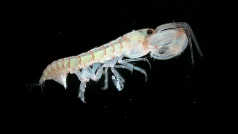 Crustacean of genus Leptochelia under a ... | Stock Video | Pond5