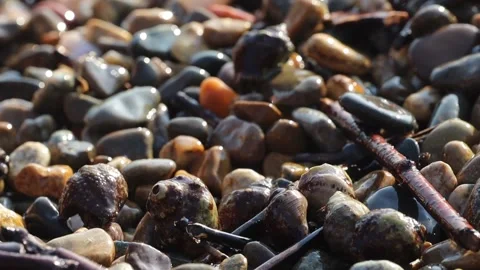crustaceans crawl to the sea in shells | Stock Video | Pond5