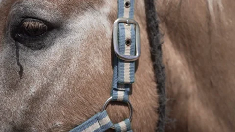 Crying Horse - Brown Horse With A Tear I... | Stock Video | Pond5