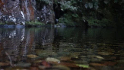 Crystal clear creek deep in the amazon j... | Stock Video | Pond5