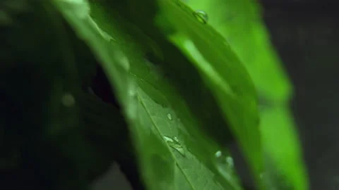 Crystal clear raindrops fall on fresh le... | Stock Video | Pond5