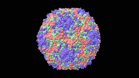 Enterovirus 71 Structure Frontiers | The Structure, Function, And