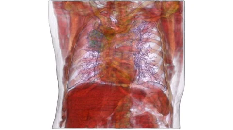 Lung Animation Stock Videos – Royalty-Free HD & 4K Videos