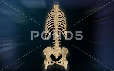 CT SCAN of Whole spine 3d rendering isolated on blurred monitor ...
