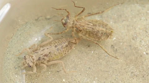CU 2 Dragonfly Nymphs in water sandy | Stock Video | Pond5