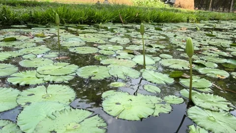 Cu Chi, Viet Nam Cu Chi tunnels were the... | Stock Video | Pond5